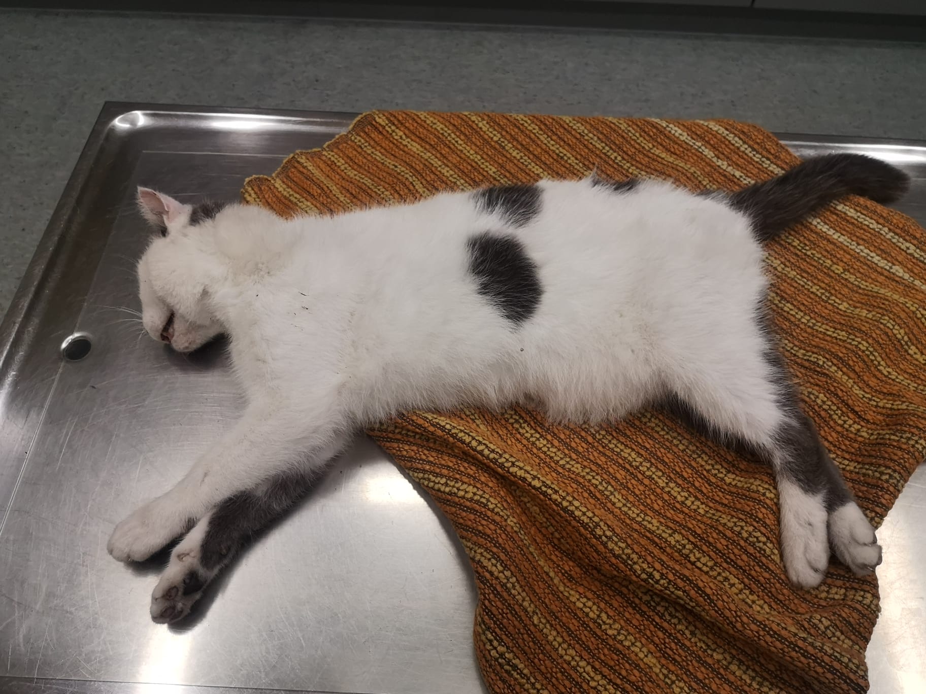 Alpha-Chloralose gefährdet Hunde und Katzen - Tierheim Neustadt an der ...